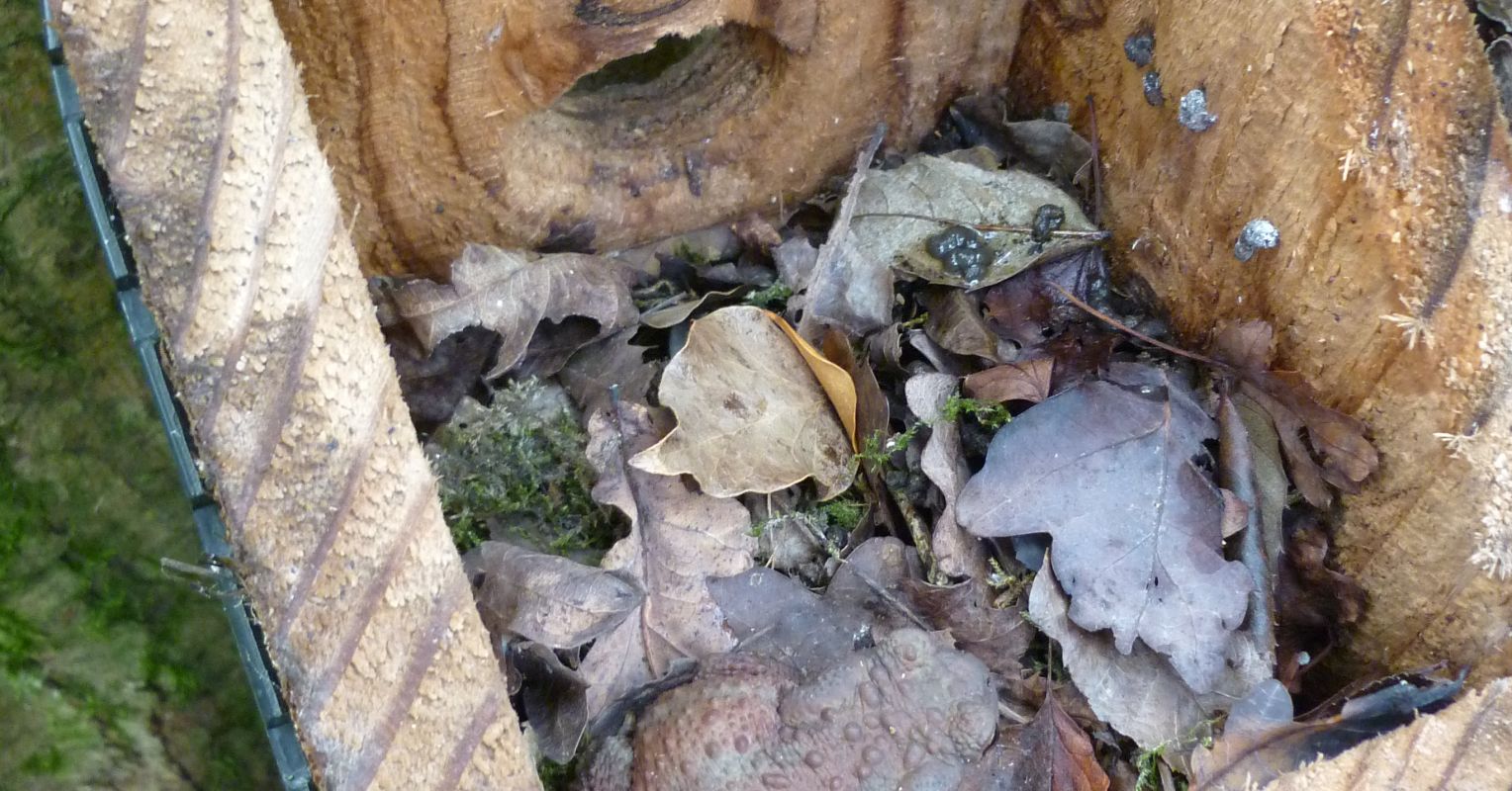 Tree-Climbing Toads Surprise Scientists | Psychology Today