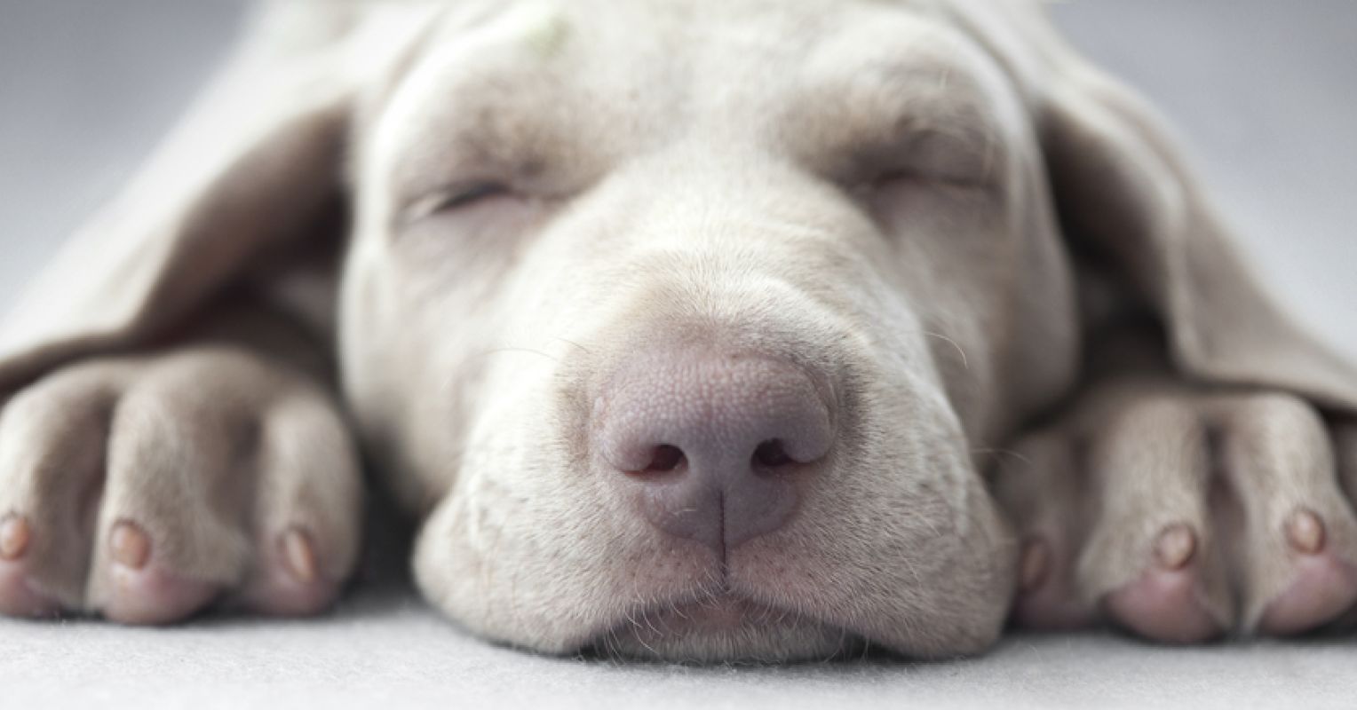 How Animals Dream | Psychology Today