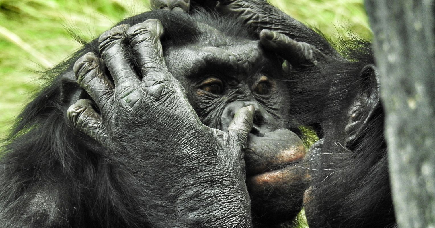 Are Bonobos the Answer to Ending Gender Violence? | Psychology Today