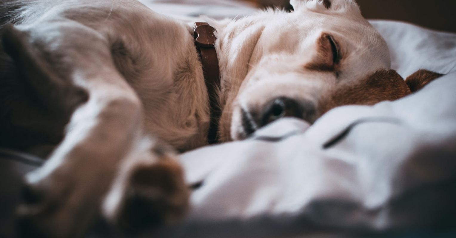 The Case for Animal Dreaming | Psychology Today