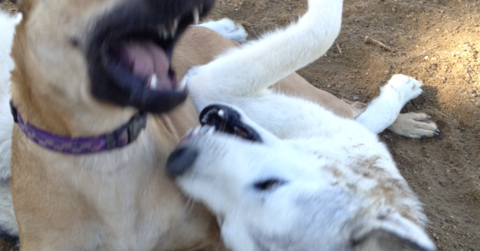 Trust and Cooperation are Widespread Among Diverse Animals | Psychology ...