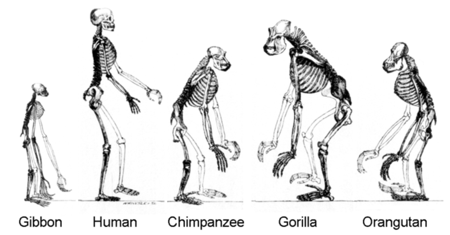 Accepting Evolution and Rejecting Racism | Psychology Today
