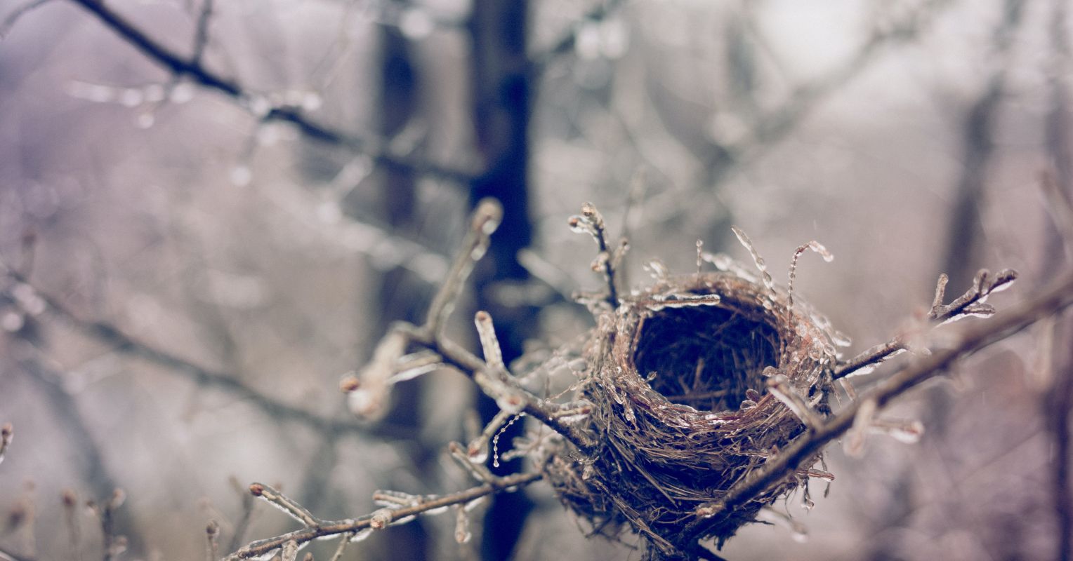 Sadness and Joy: Managing the Transition to an Empty Nest | Psychology ...