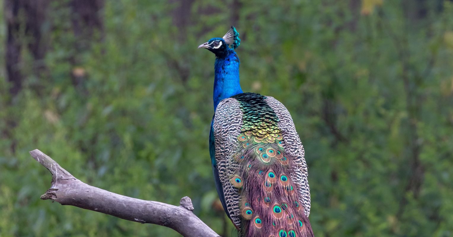 How Birds and Nature Rewild Our Hearts and Souls | Psychology Today