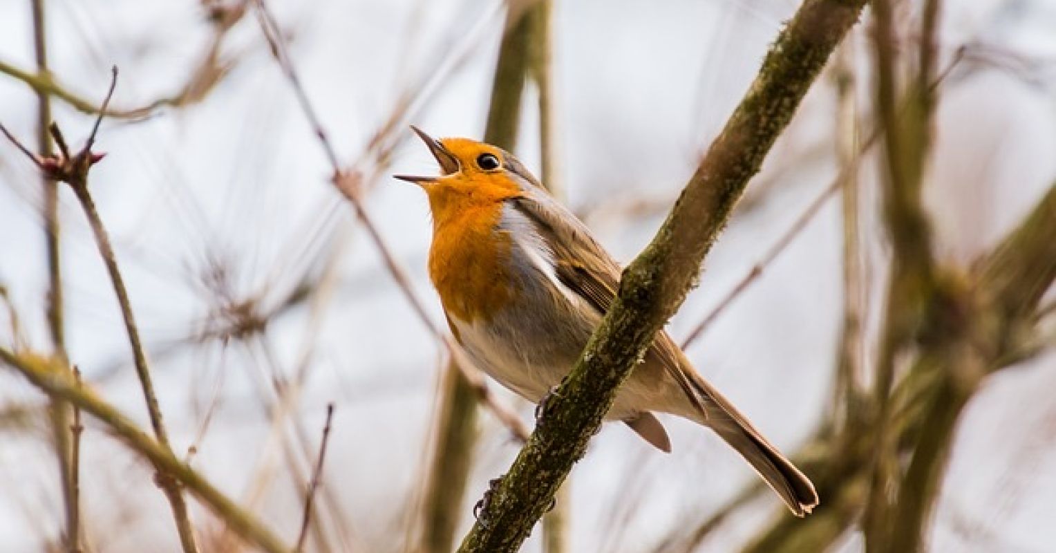 It Turns Out Tweets Are Good for You | Psychology Today
