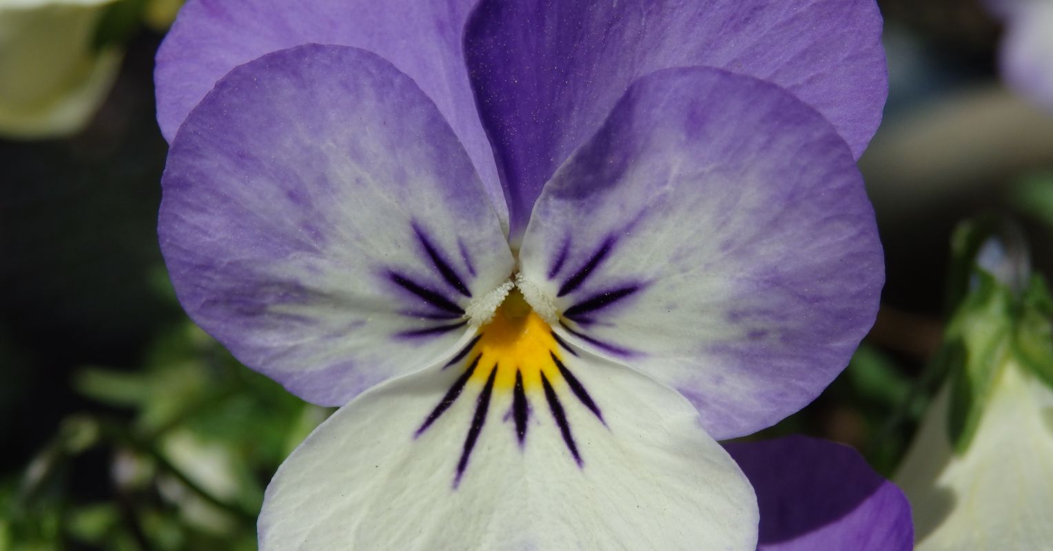 The Highs and Lows of Psychedelics | Psychology Today