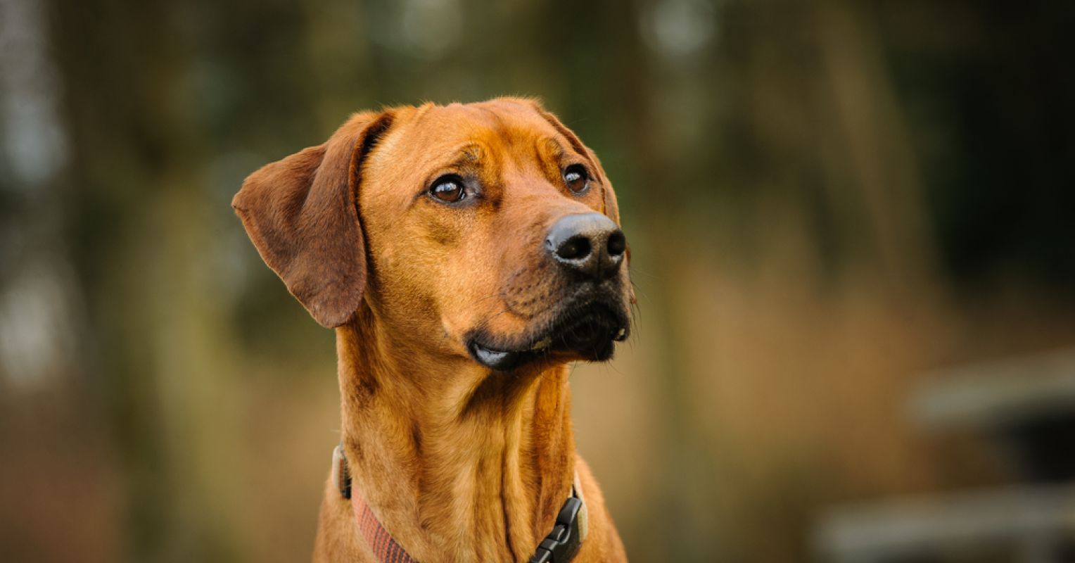 How Dogs “See” Smells | Psychology Today
