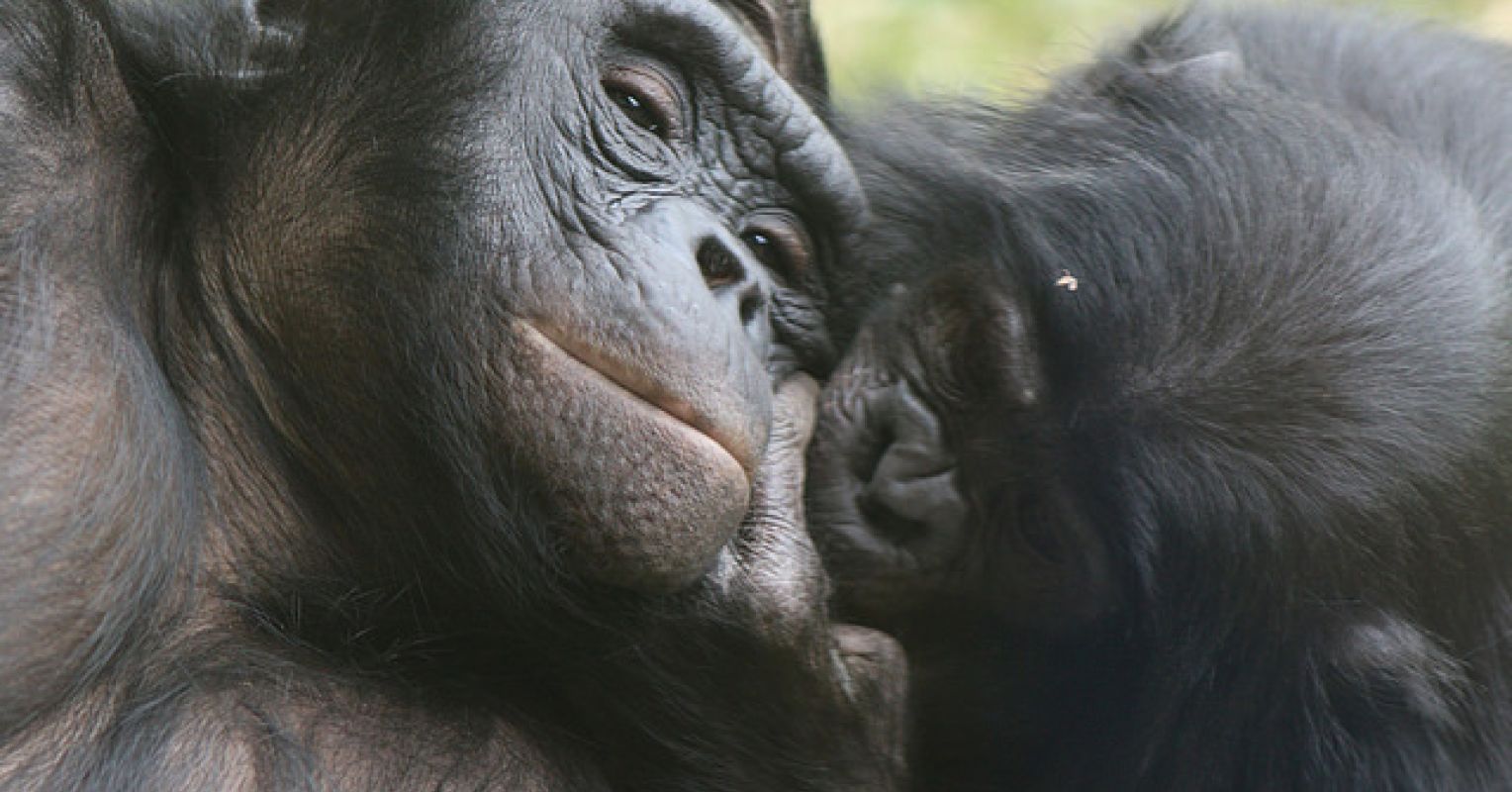 The Year of the Monkey: Which Monkey Are You? | Psychology Today