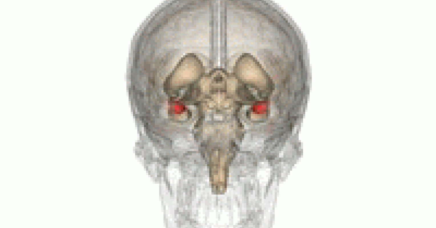 amygdala function fear