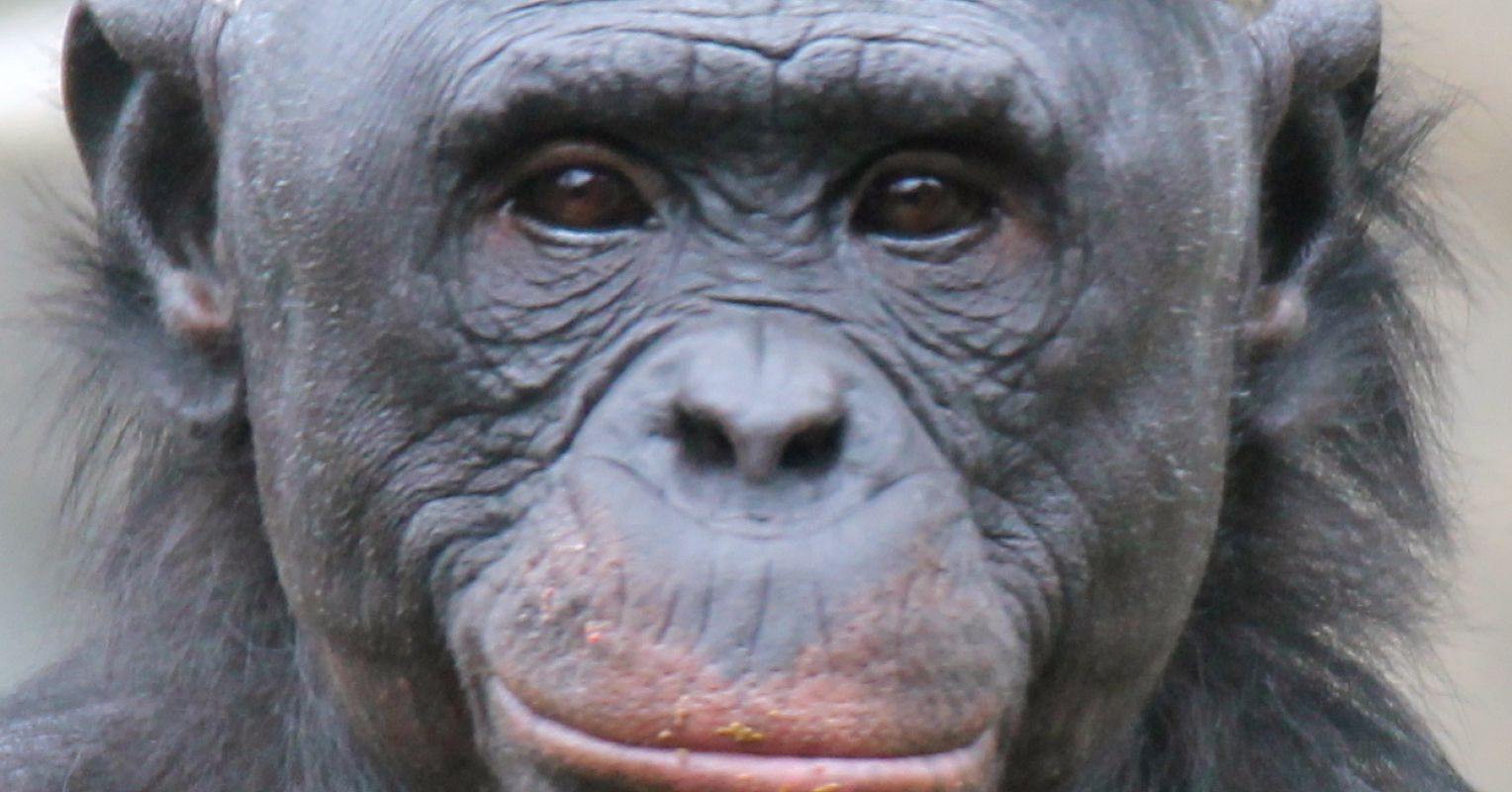 Meta-Dehumanization (They Think We Are Animals) | Psychology Today