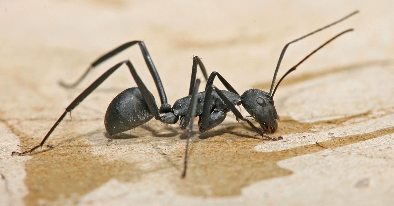 Lonely Ants Die Young: They Don't Know What to Do When Alone ...