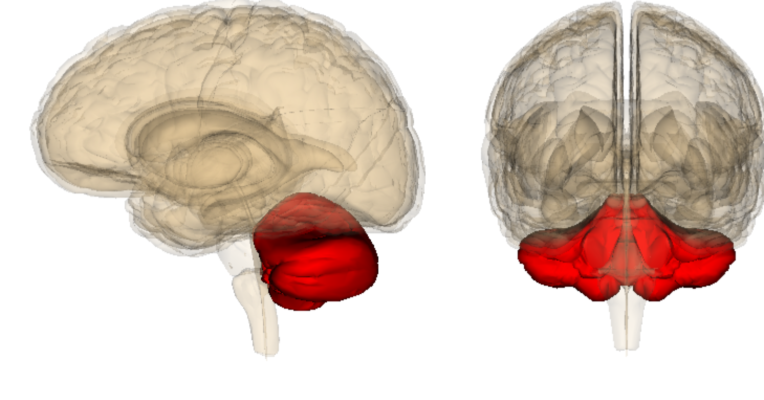 Your Left Cerebellar Hemisphere May Play a Role in Cognition ...