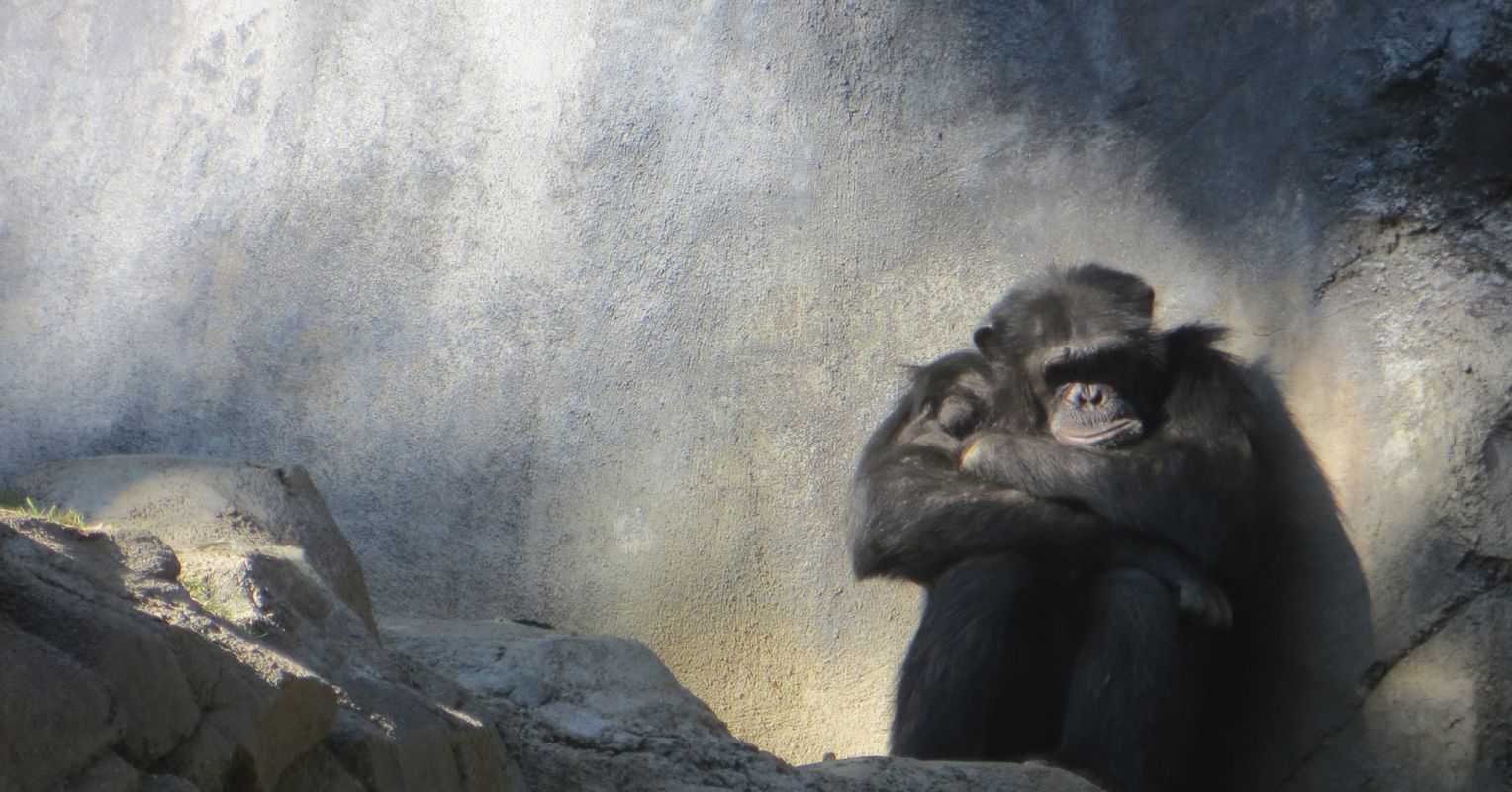 Killing Harambe: Who Was Protecting Whom? | Psychology Today