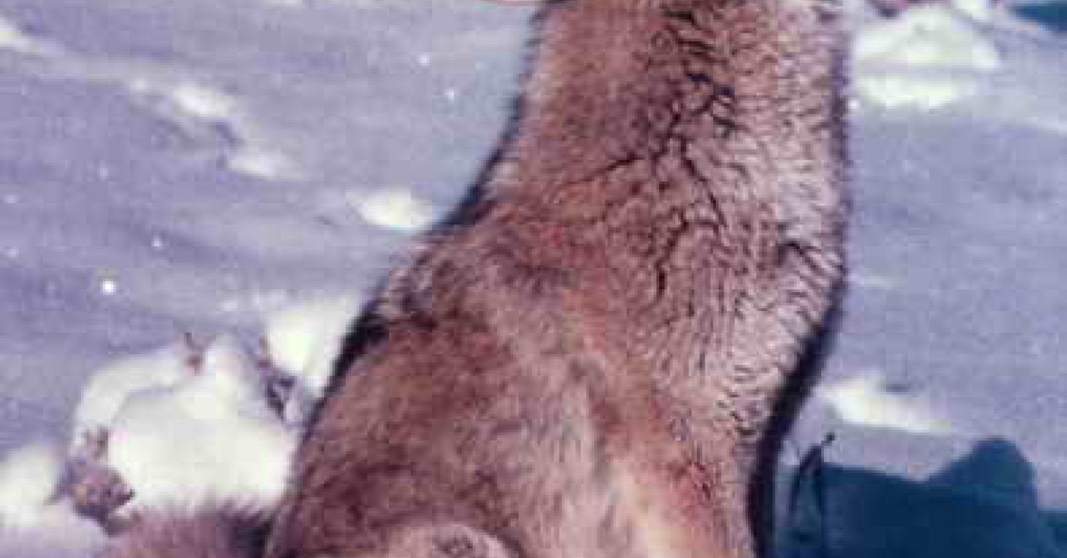 Coyote America: The Evolution of Human-Animal Relationships ...