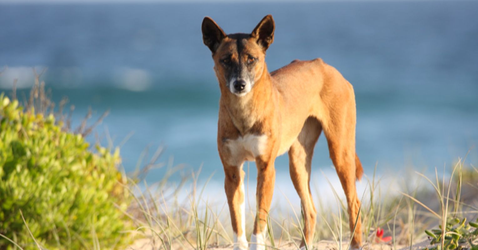 Labeling Non-Native Animals: The Psychology of Name Calling ...