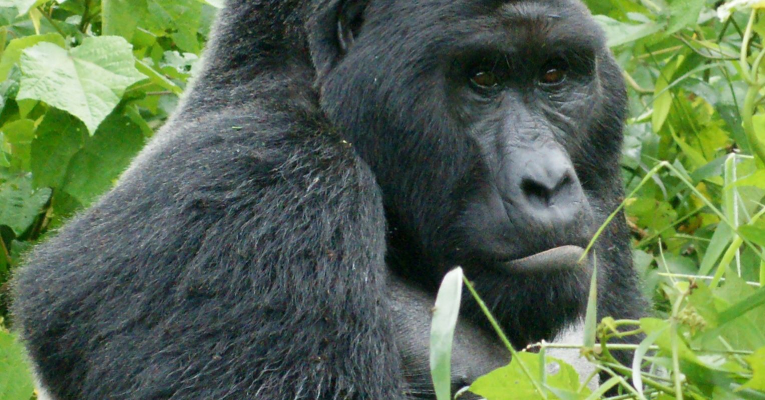 Why Was the Gorilla Harambe Killed at the Cincinnati Zoo? | Psychology ...