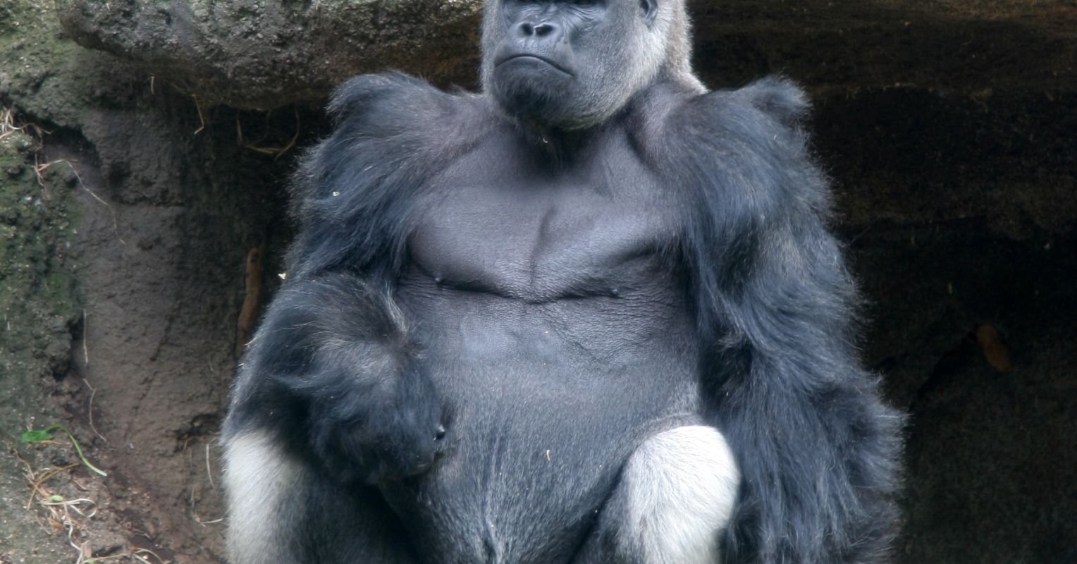 People Are Polygynous | Psychology Today