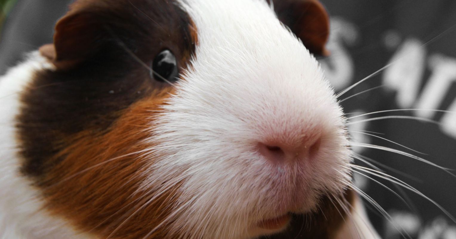 Guinea Pigs Have a Positive Effect on Autistic Children | Psychology Today