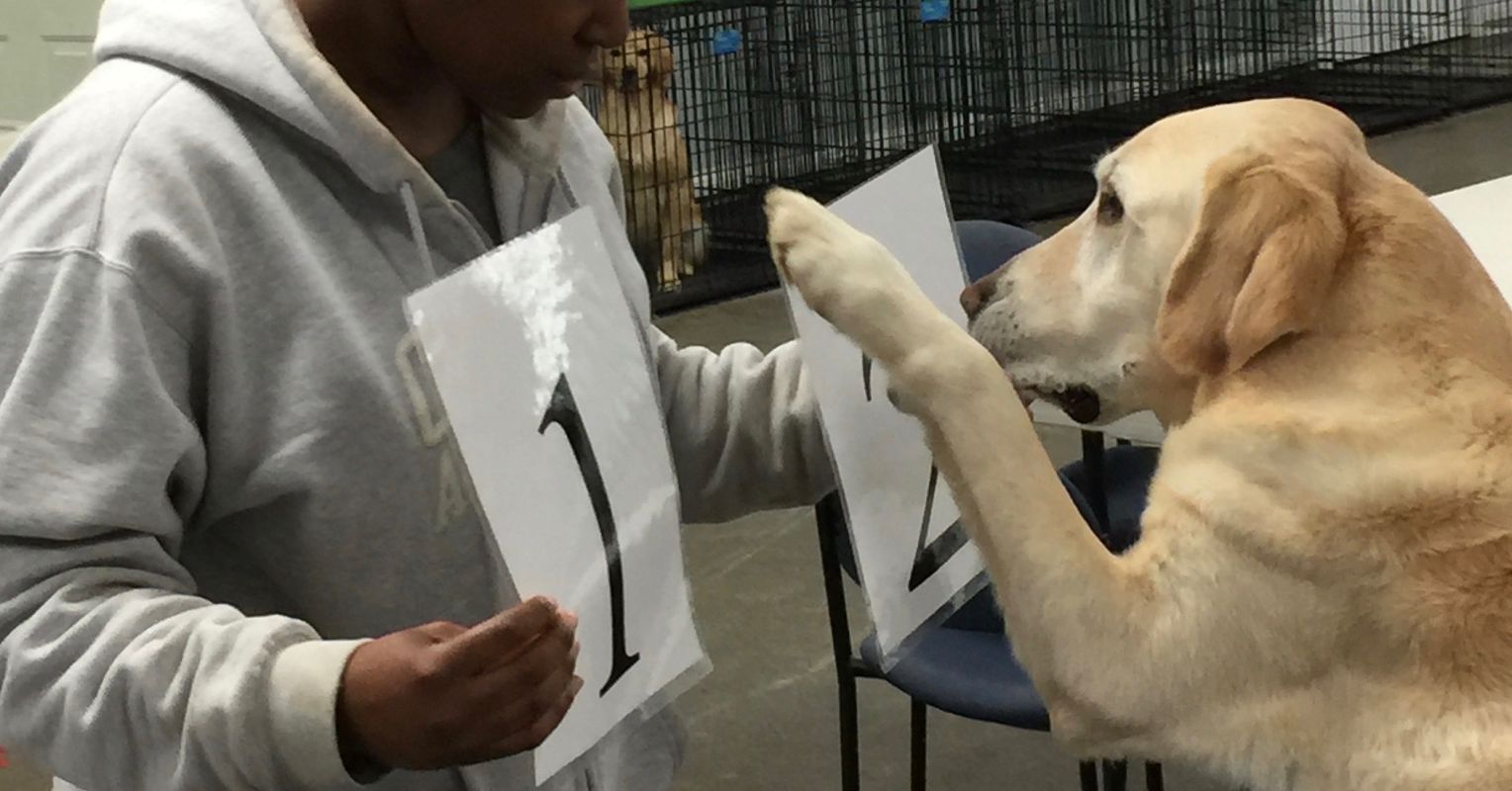 Judging Rover—Who's a Good Dog? | Psychology Today