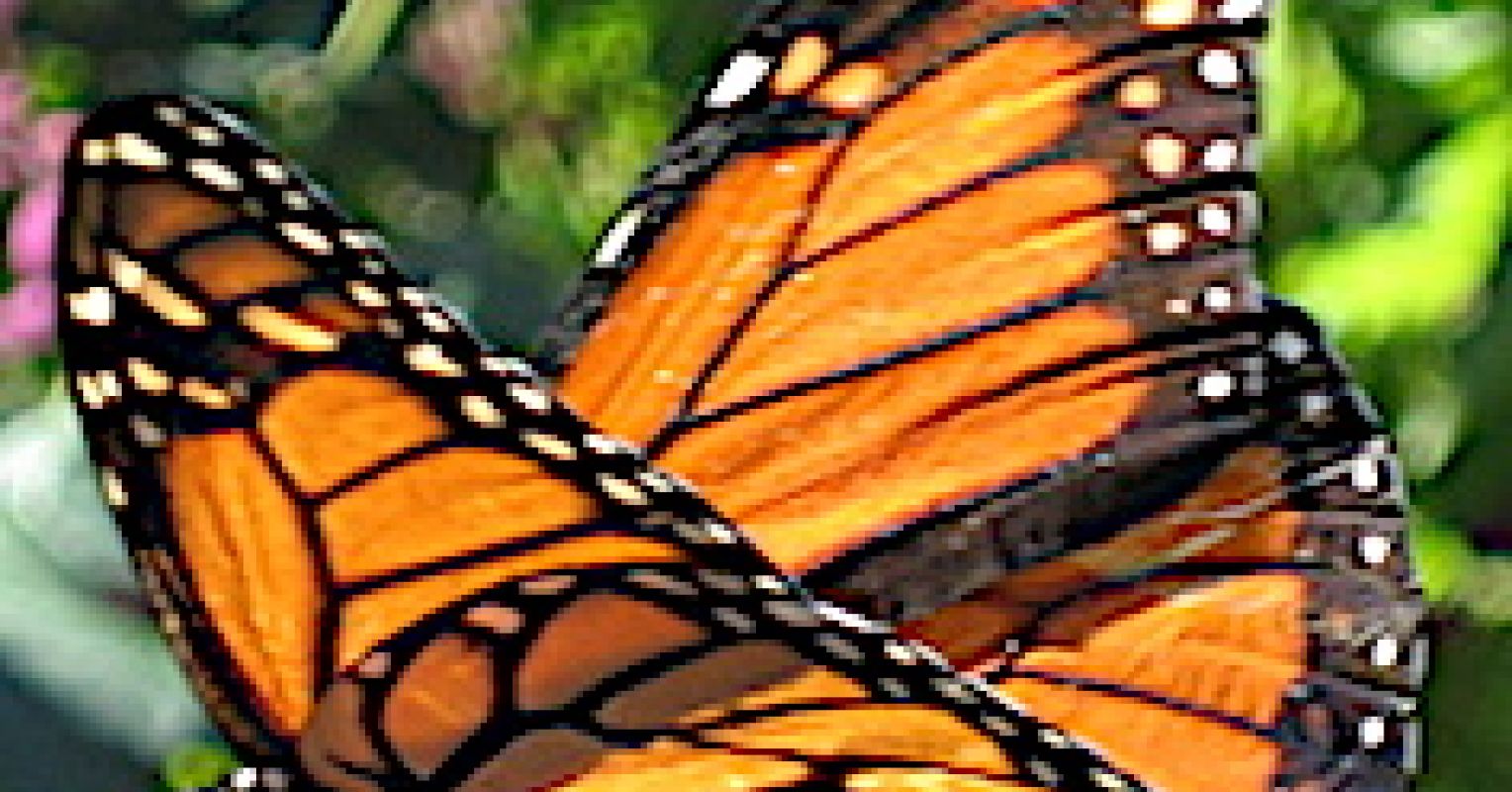 The Best Way to Die | Psychology Today