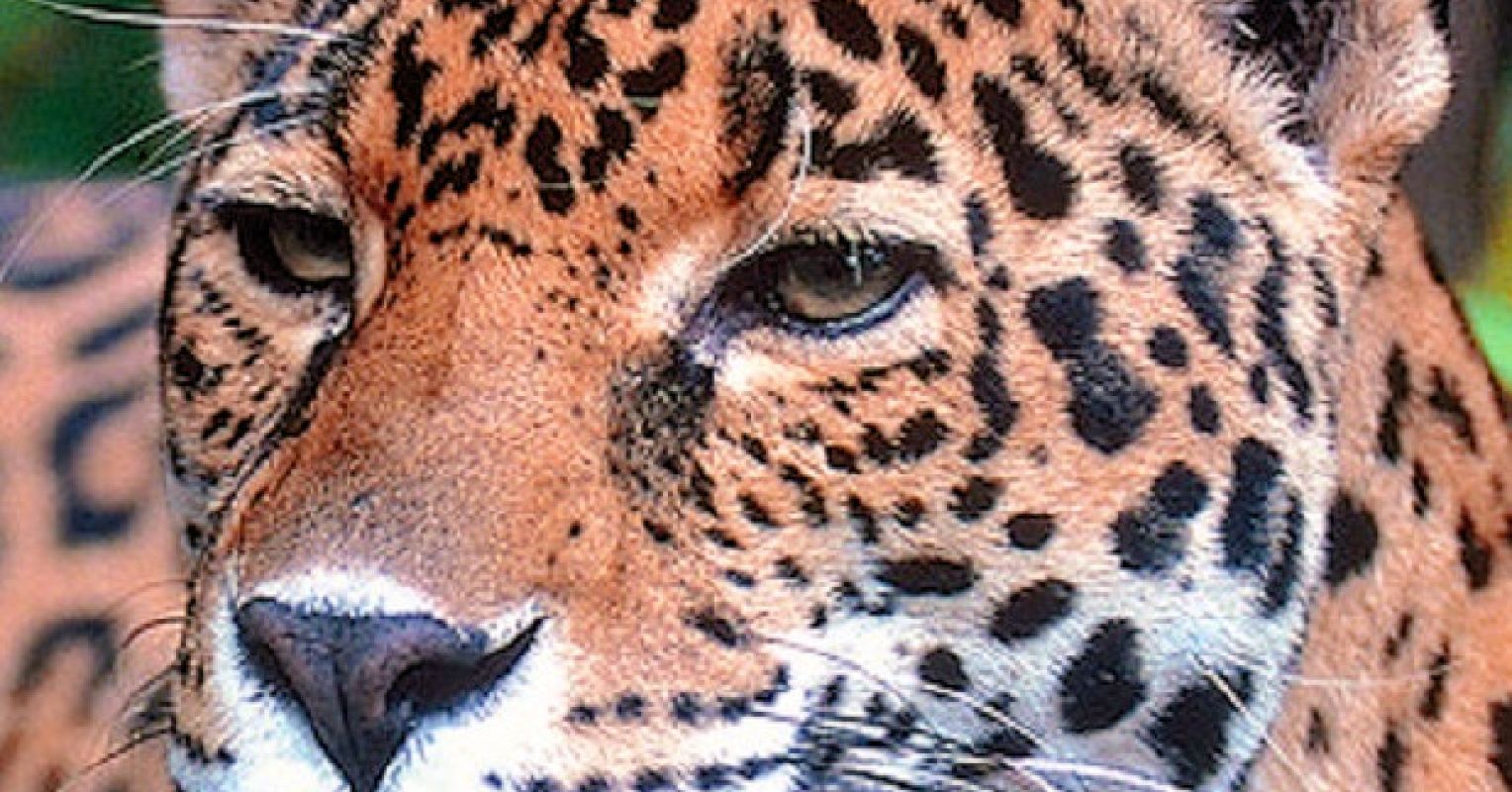 Think Like a Cat | Psychology Today