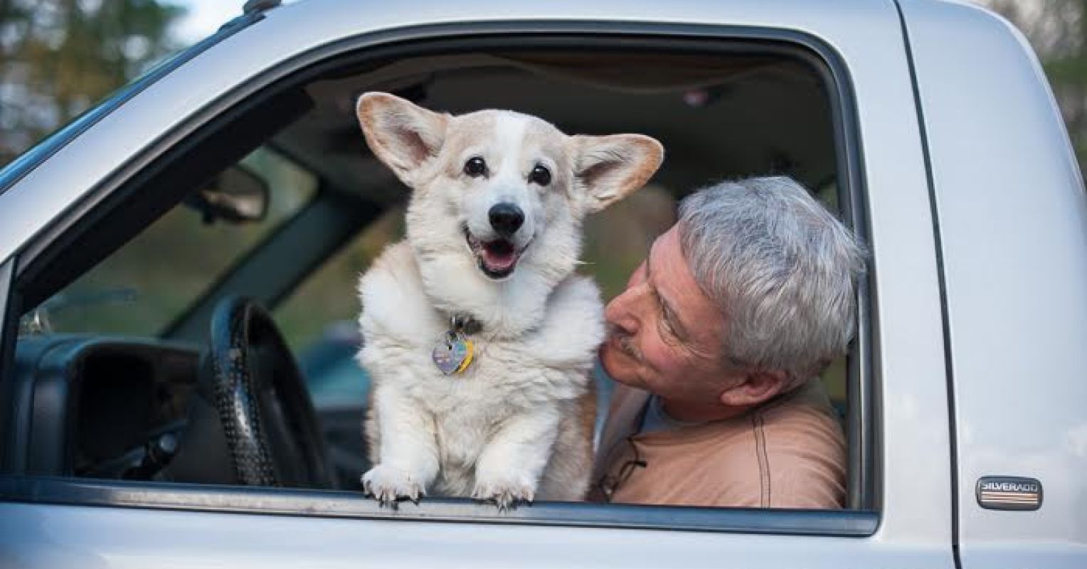 Older Dogs: Giving Elder Canines Lots of Love and Good Lives ...