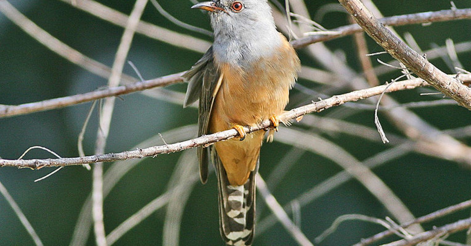 Cheats and Deceits: Trickery and Deception Are Widespread | Psychology ...