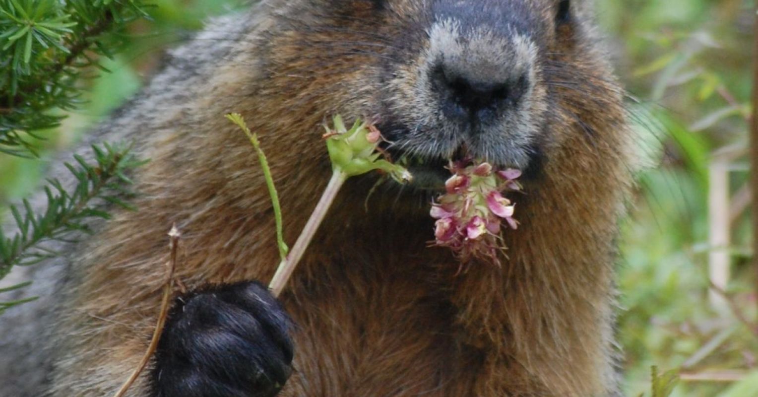 What Groundhog Day Can Teach Us About Time and Aging | Psychology Today ...