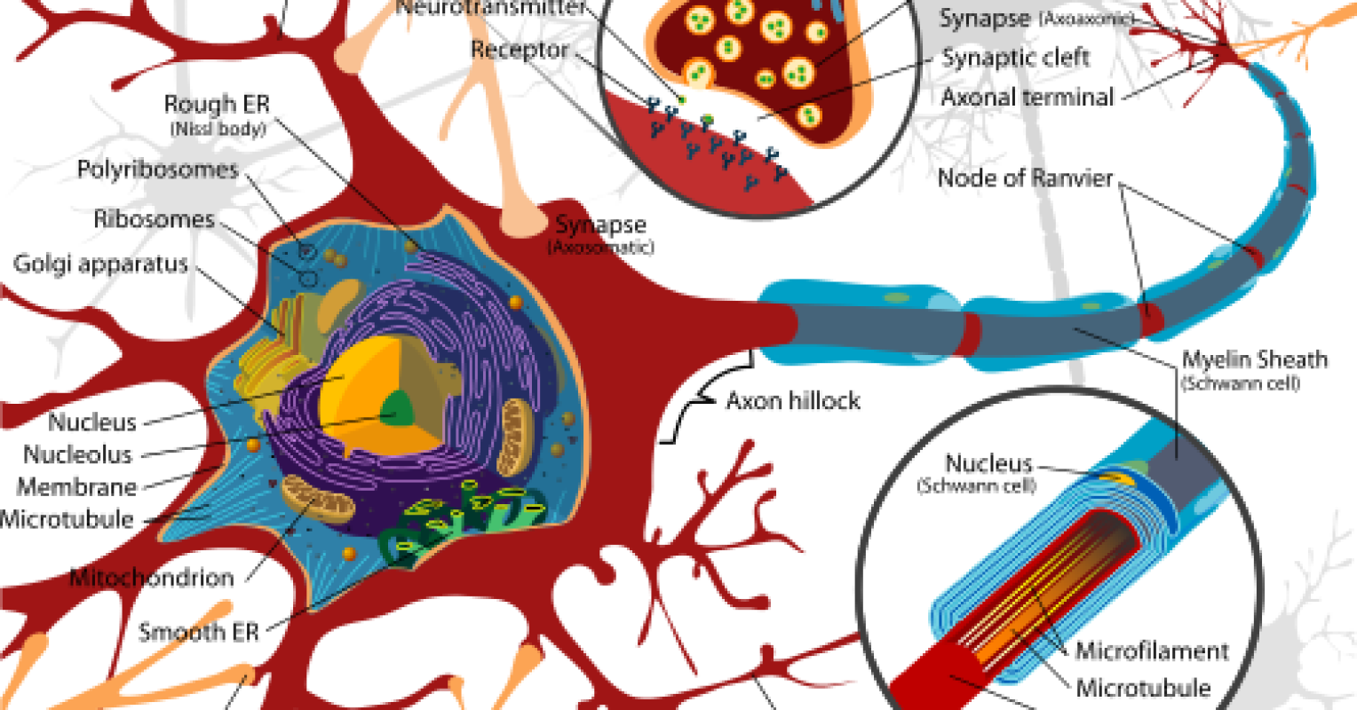 Receptors and Personality | Psychology Today