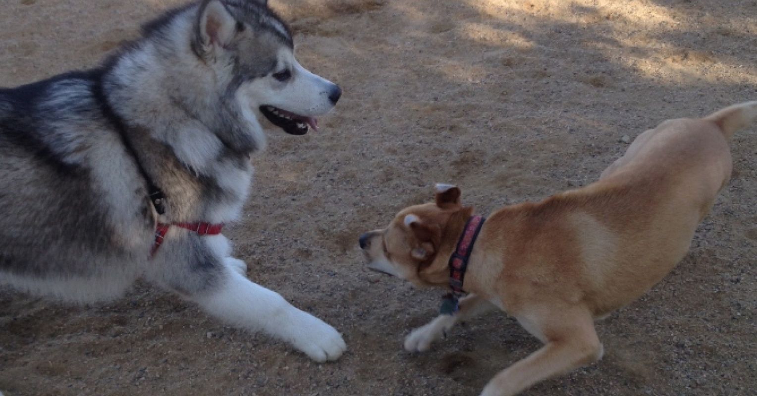 How and Why Dogs Play Revisited: Who’s Confused? | Psychology Today