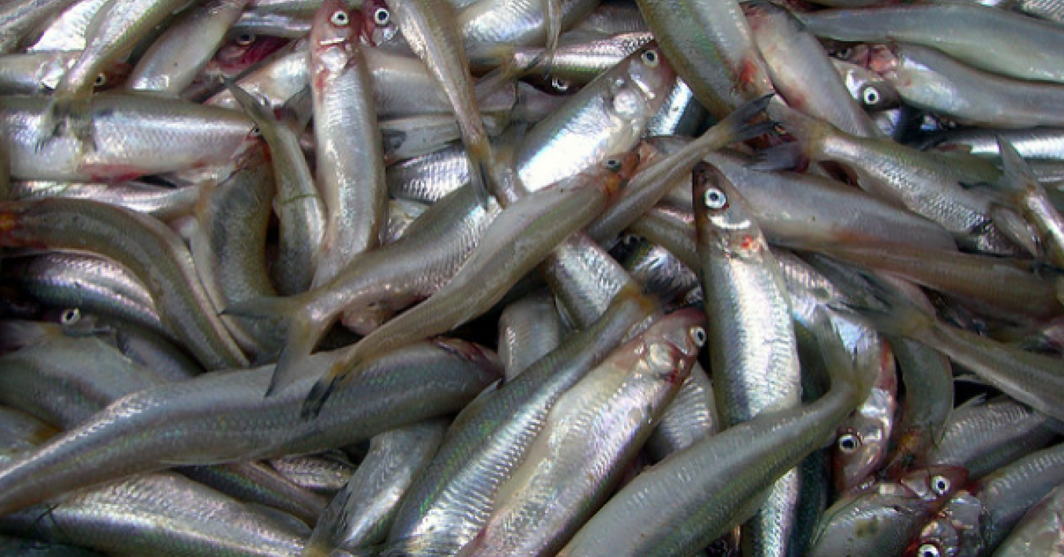 Is Fish Oil Beneficial for the Brain? | Psychology Today