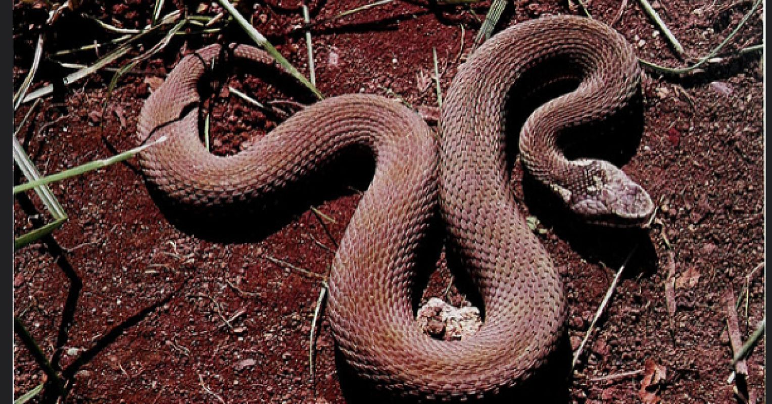 Is Technology Feeding Our Inner Reptile? | Psychology Today