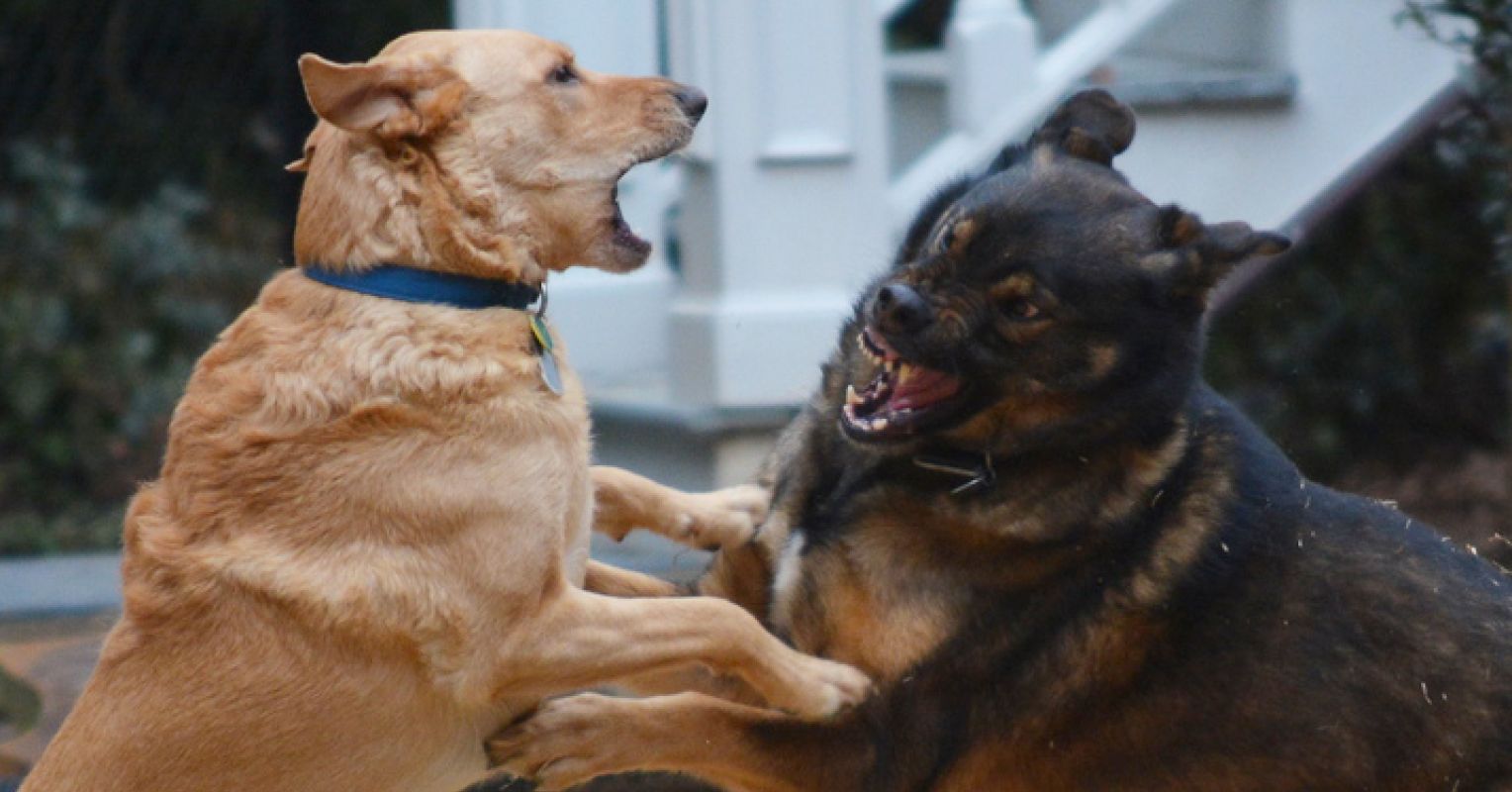 Neurobiology of Self-Control in Dogs | Psychology Today