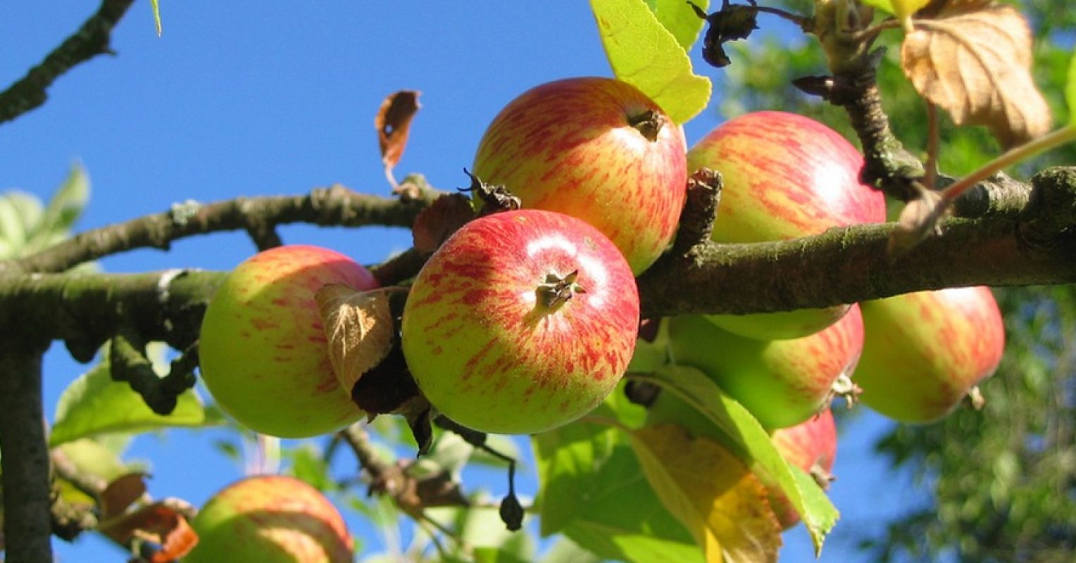 Apples, the Bible, and Paleo | Psychology Today
