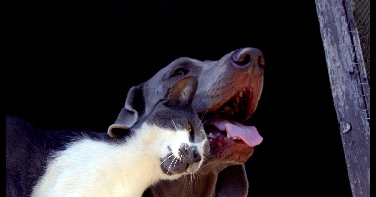 You Said Pet Loss and Bereavement, What? | Psychology Today