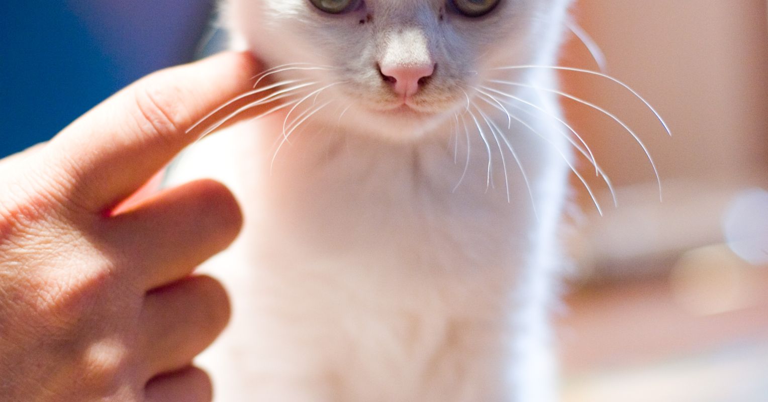 25 Signs of Pain in Cats | Psychology Today