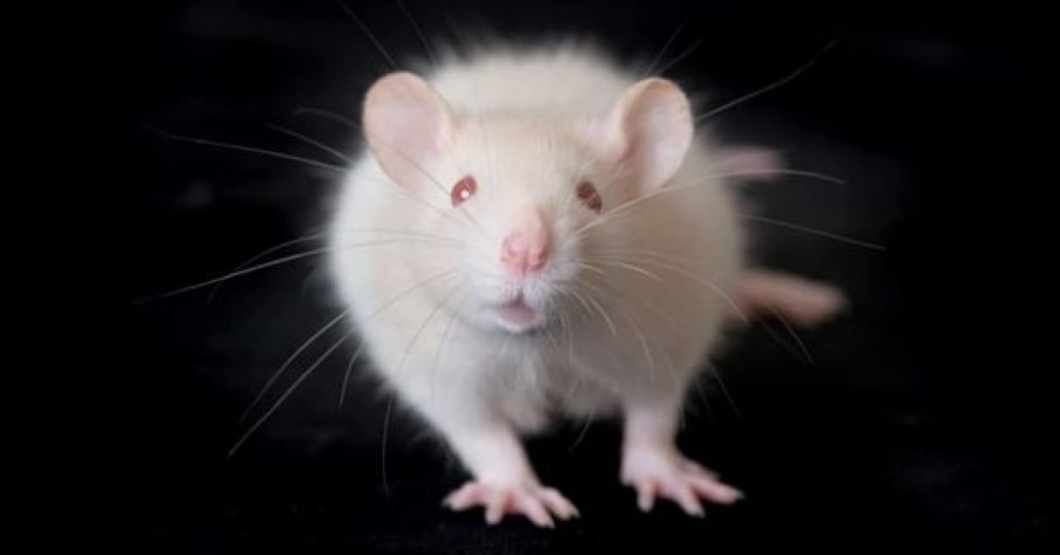 Empathic Rats Save Drowning Pals Rather than Eat Chocolate | Psychology ...