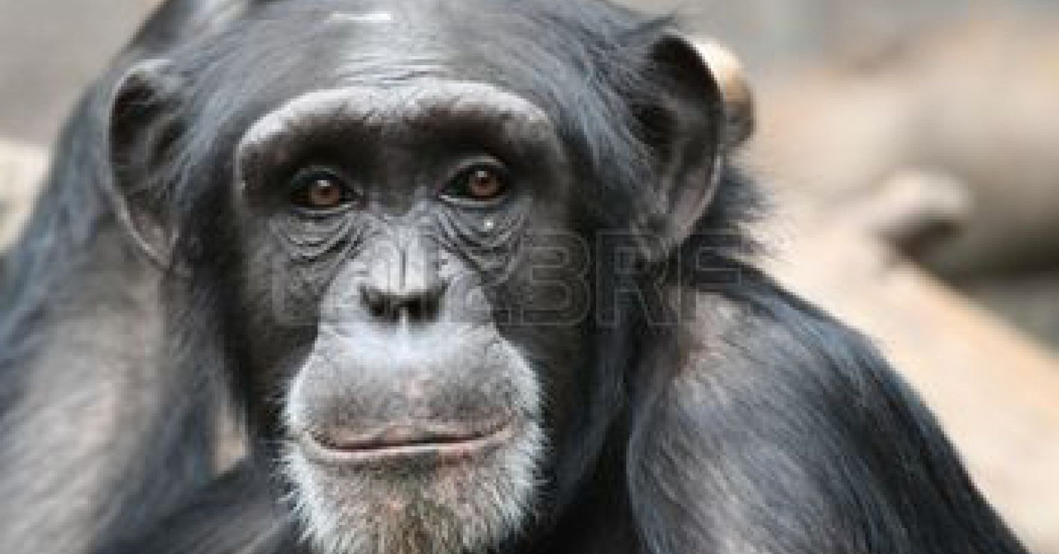 The Many Species of Homo Sapiens | Psychology Today