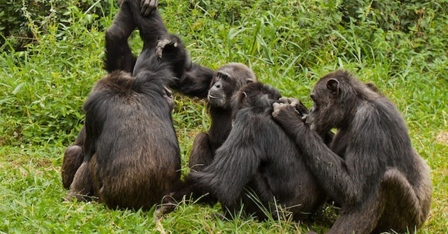 Violent Humans Are Animals, but Not Behaving Like Animals | Psychology ...