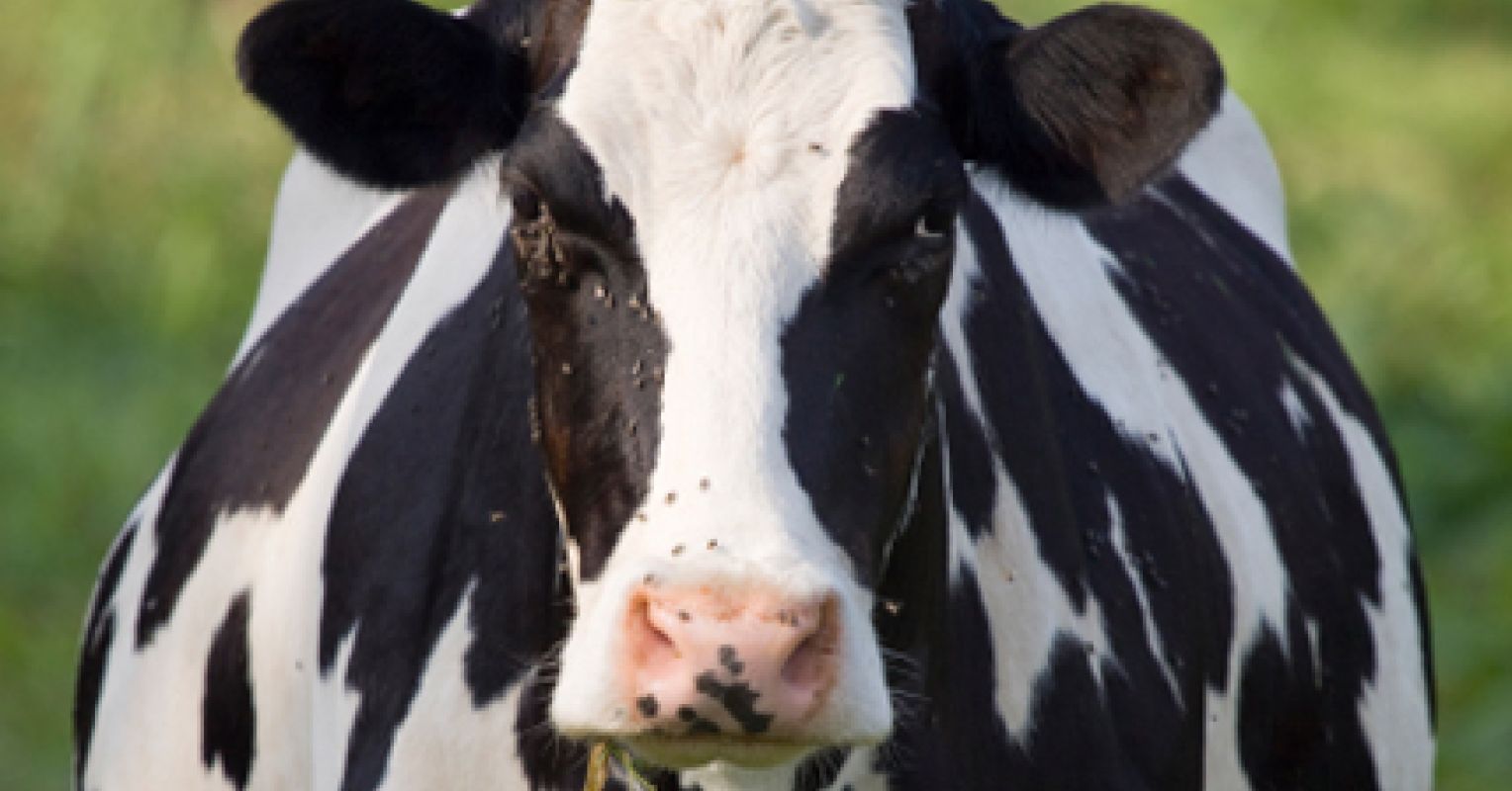 Psychological Disorders in Animals: A Review of What We Know ...