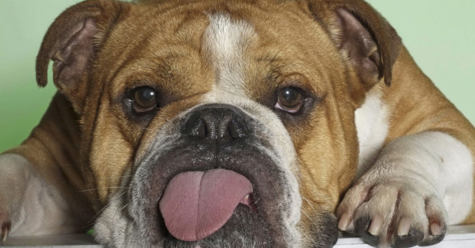 Dominance in Free-Ranging Dogs: Age and Social Tolerance | Psychology Today