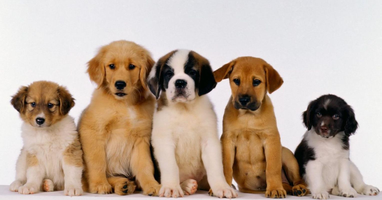 Dogs Recognize Emotional States Using Mental Representations ...
