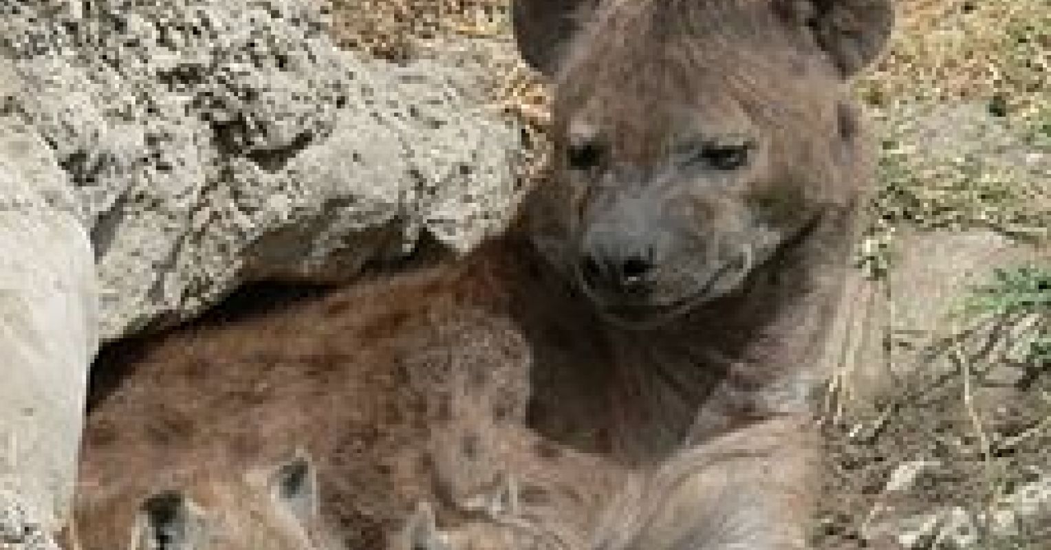 The Hyena That Wouldn't Laugh | Psychology Today