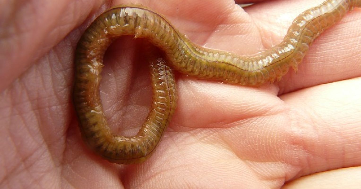 Life-and-Death Dilemmas | Psychology Today