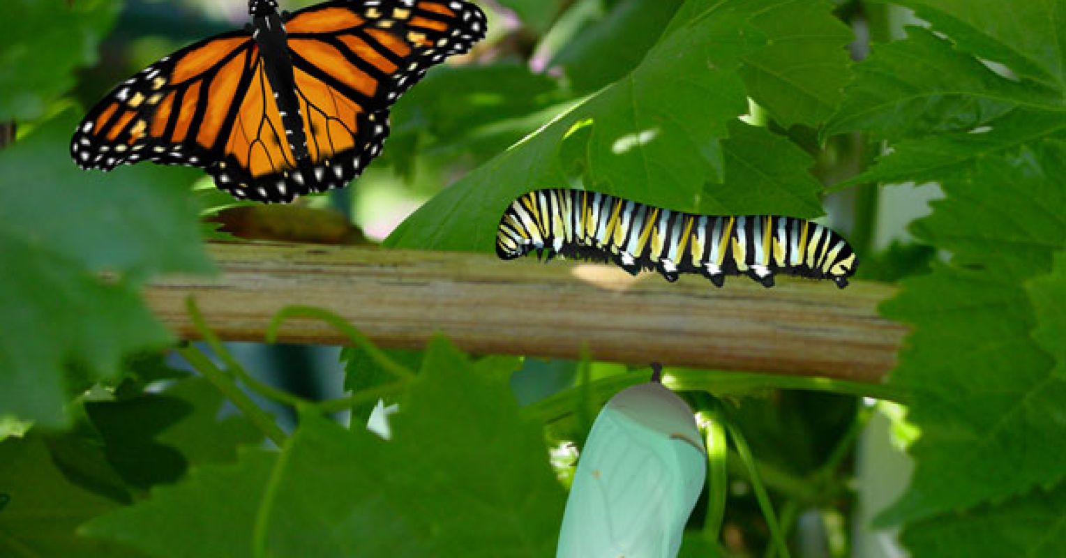 She Undergoes a Metamorphosis | Psychology Today