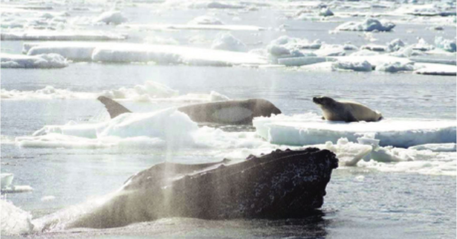 Animal Altruism? | Psychology Today