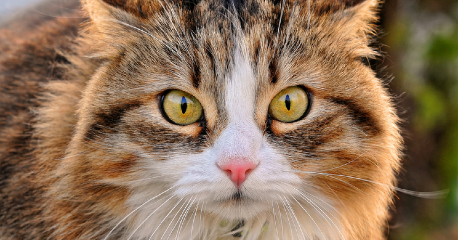 Haitians Do Not Eat Pet Cats (But Some Cultures Do) | Psychology Today ...