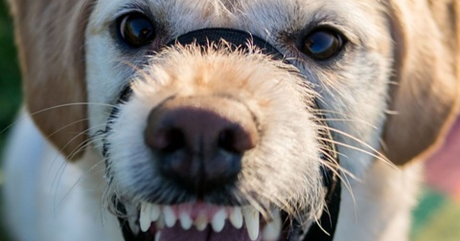 Tools for Managing the Aggressive Dog | Psychology Today