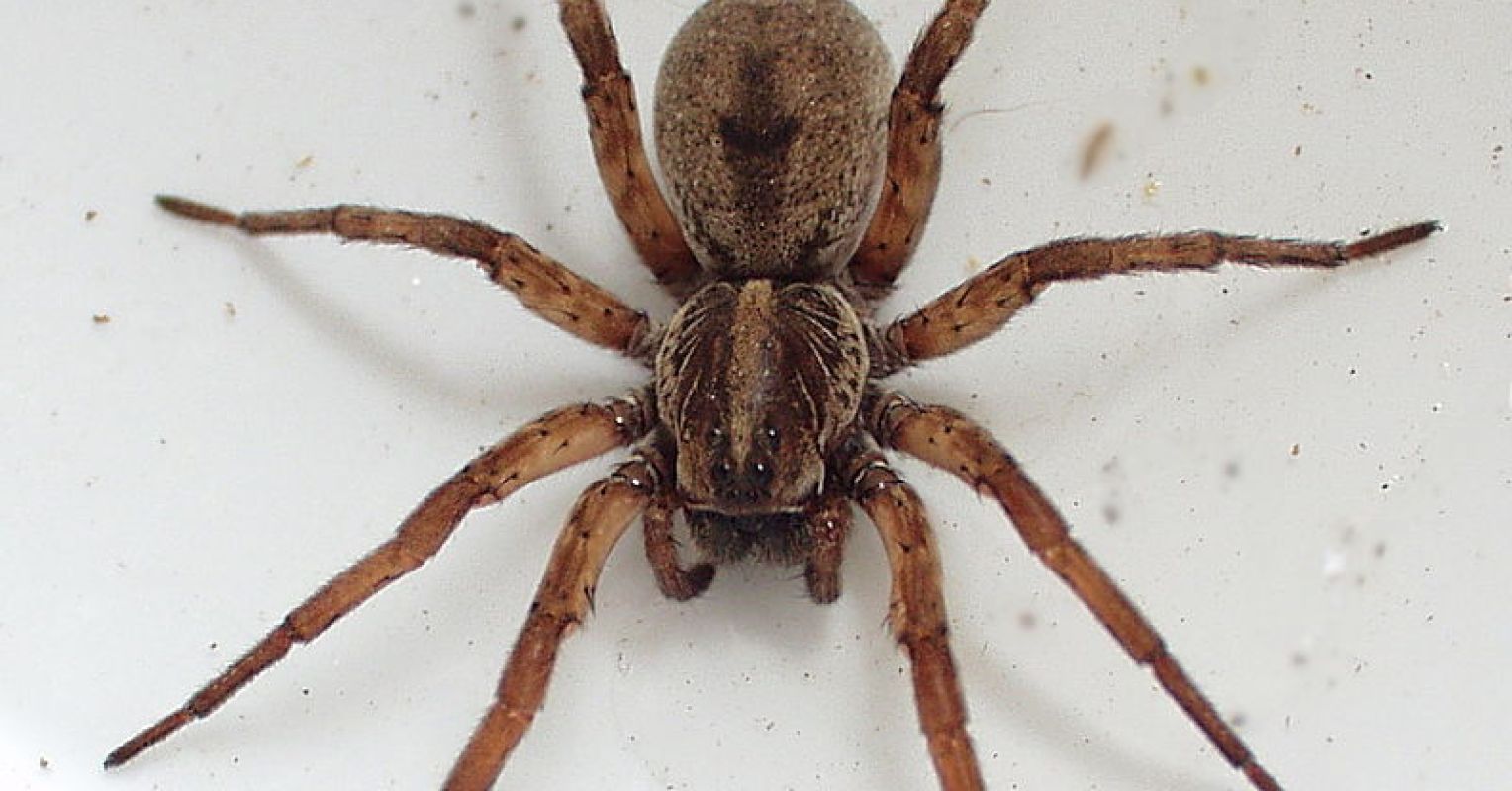 The Anxiety of Terror and the Fear of Spiders | Psychology Today