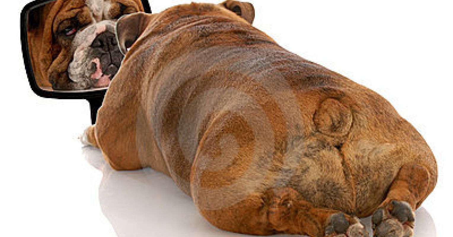 Bowsers on Botox: Dogs Get Eye Lifts, Tummy Tucks, and More ...